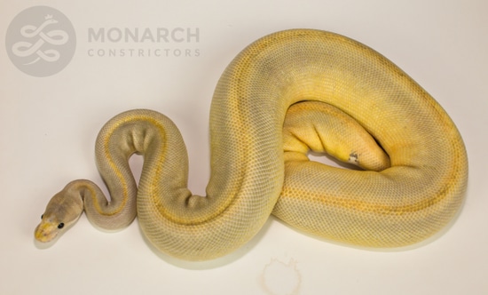 Proven Breeder Female Black Pastel Mimosa Ball Python by Monarch ...