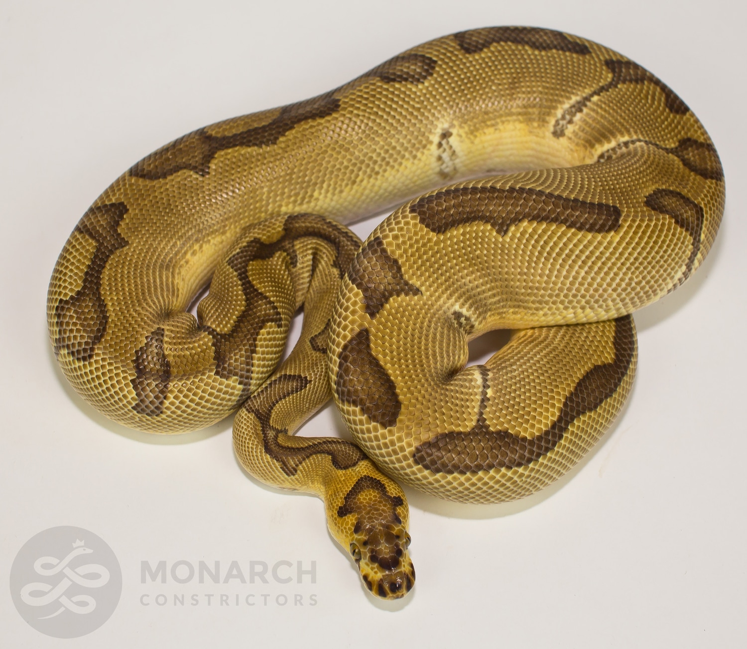 Female Subadult Enchi Clown Ball Python by Monarch Constrictors ...