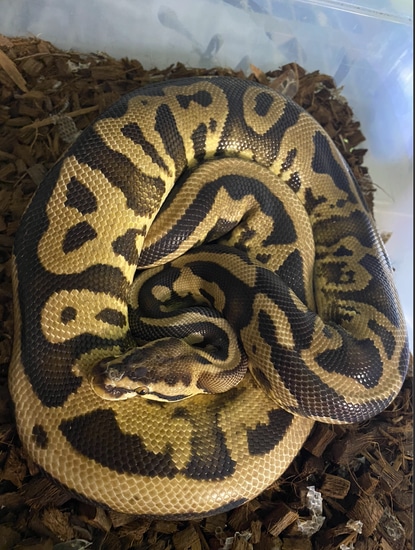 Adult Female Pastel Leopard Calico Het Pied Virgin Ready To Breed Ball Python by Monarch ...