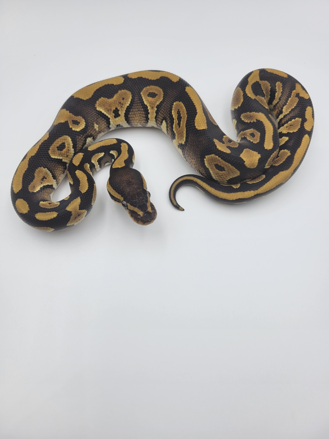 Phantom Dh Clown Pied Ball Python by Monarch Exotics - MorphMarket