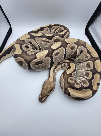Pair Ball Python by Monarch Exotics