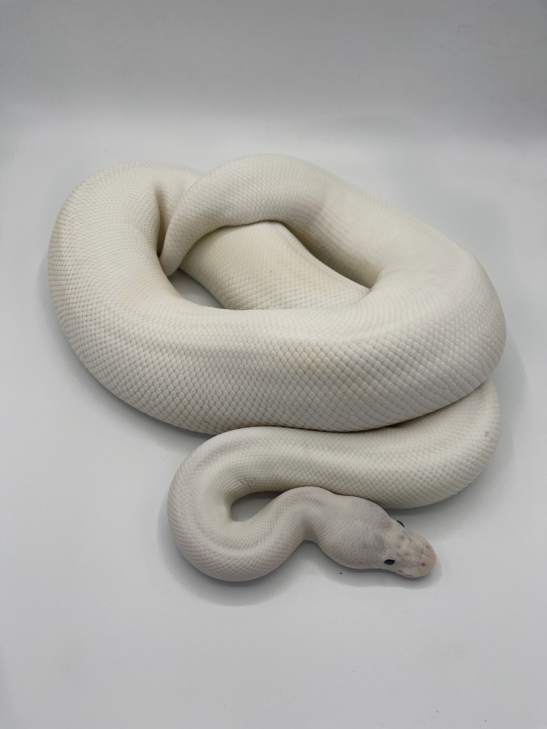 Proven Breeder Ivory Ball Python by Slither Company - MorphMarket