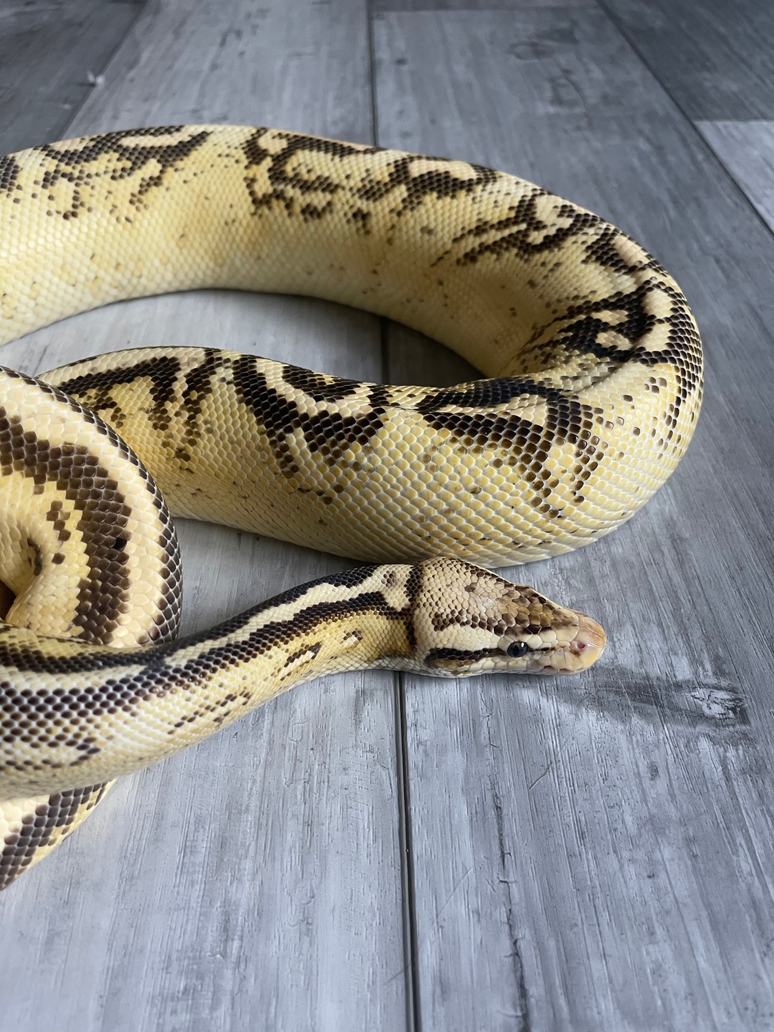 RTB Pastel Super Gravel Ball Python by Slither Company - MorphMarket
