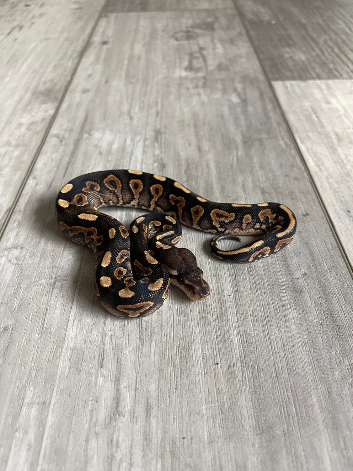 Black Pastel Yellow Belly 50% Het DG Ball Python by Slither Company ...