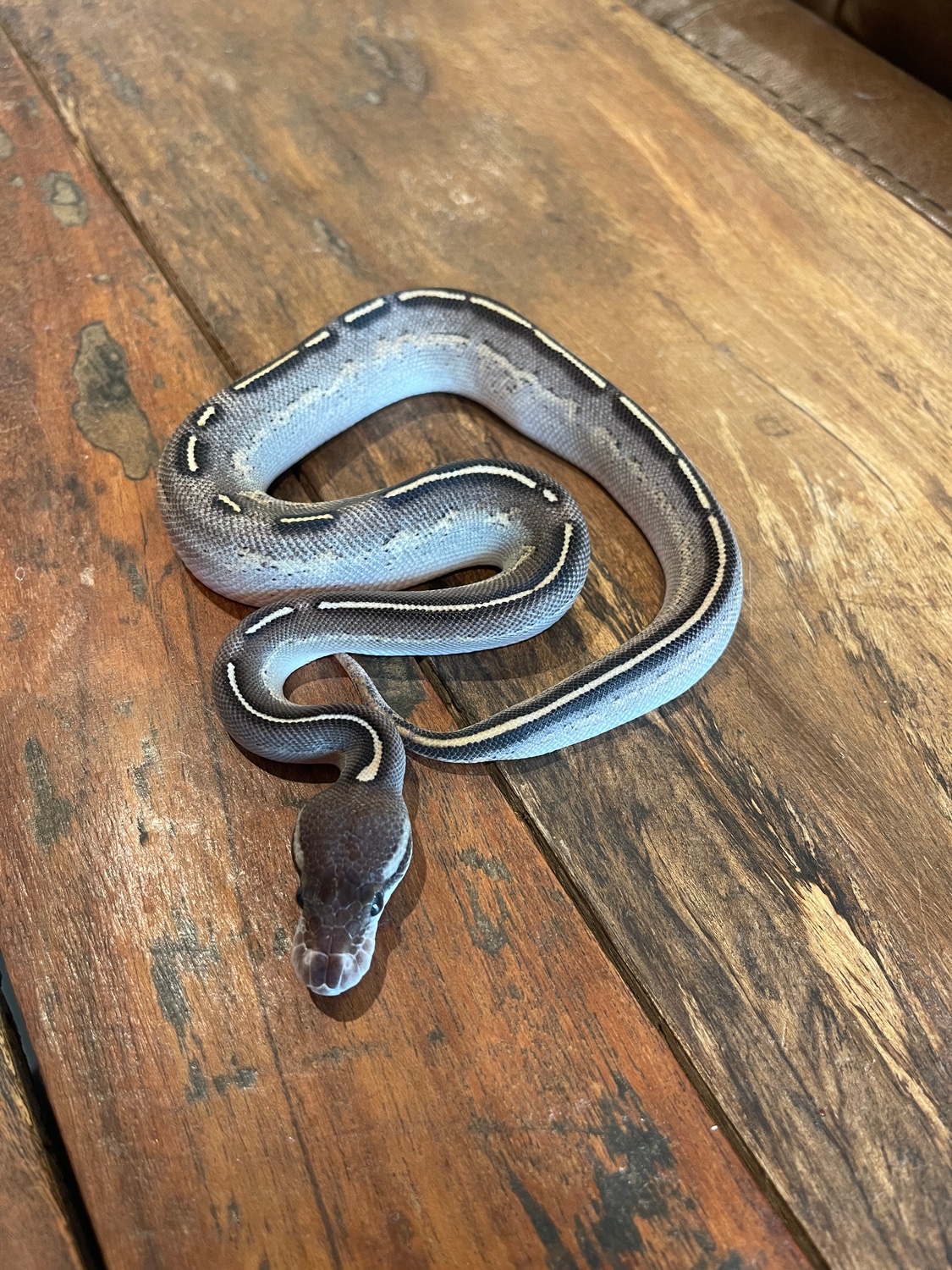 50% DG Black Pastel Freeway Ball Python by Slither Company - MorphMarket