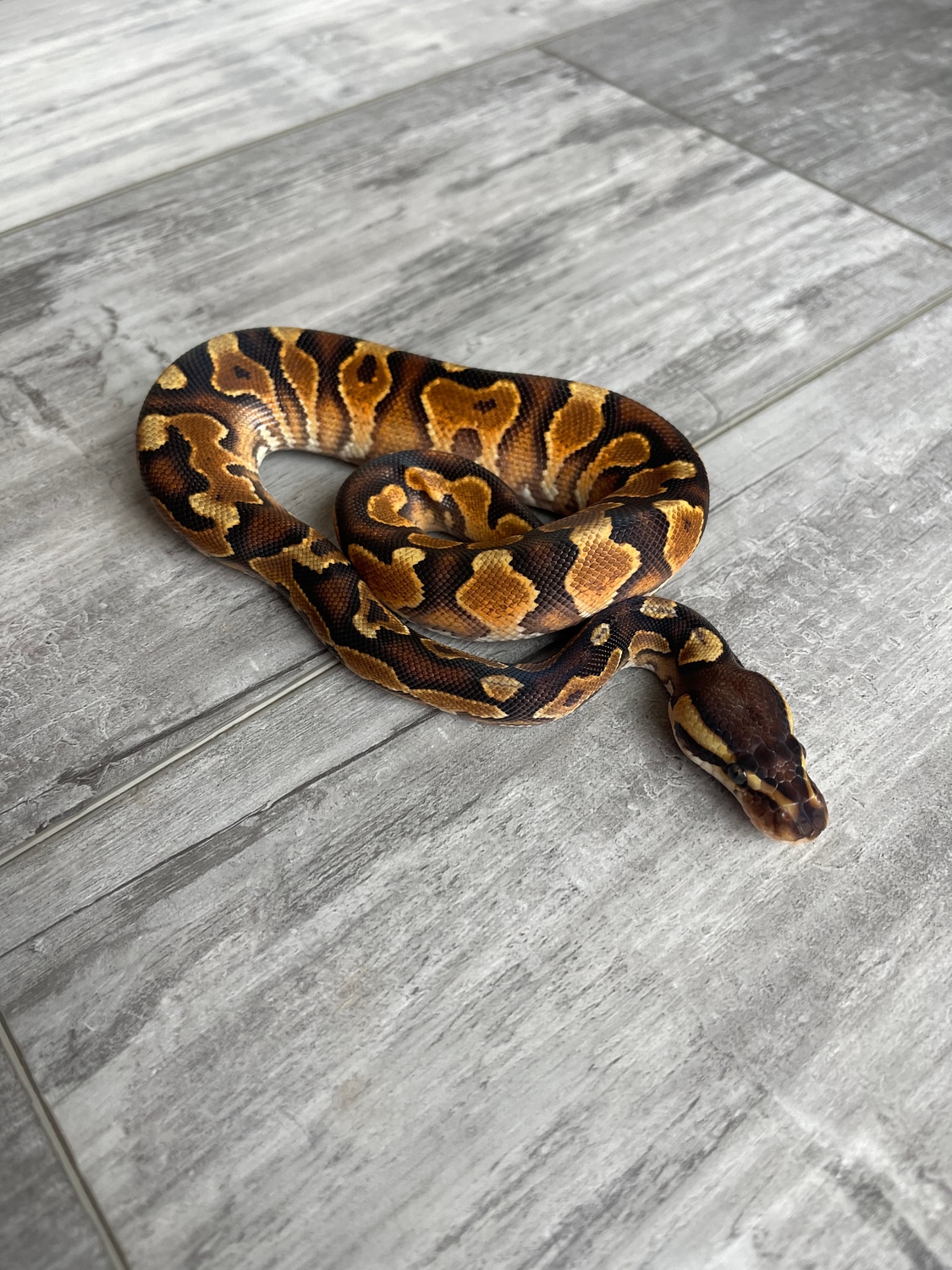 Black Pastel Enchi Yellow Belly 50% Het DG Ball Python by Slither ...