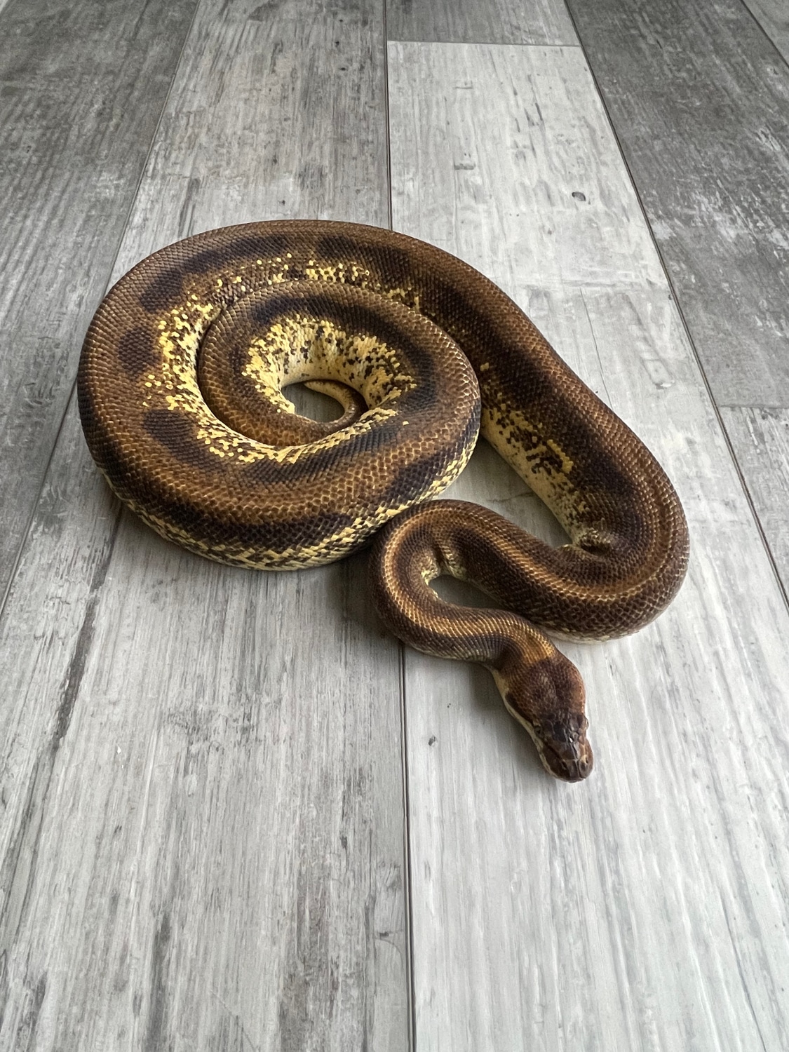 Super Enchi Genetic Stripe Ball Python by Slither Company - MorphMarket