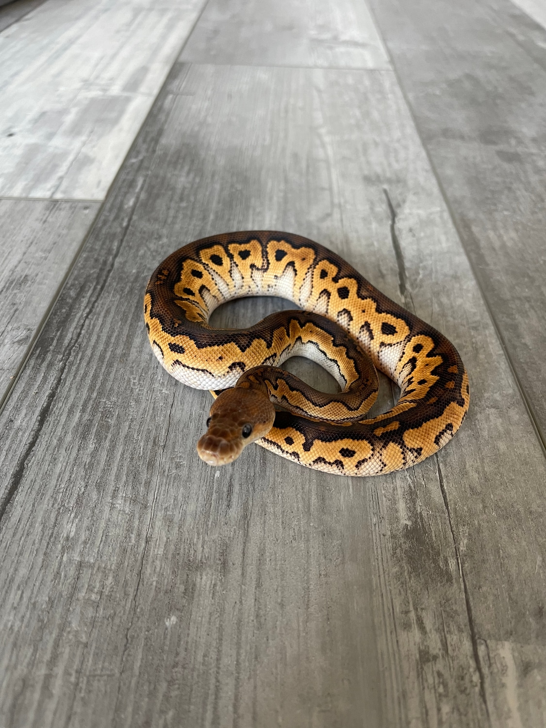 Black Pastel Clown Ball Python by Slither Company - MorphMarket