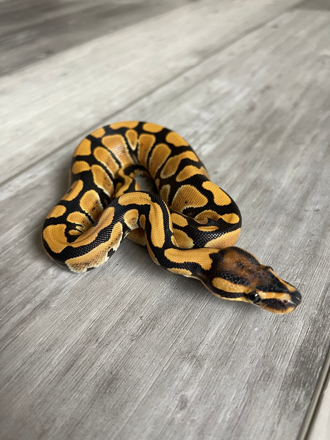 Desert Ghost Ball Python by Slither Company - MorphMarket