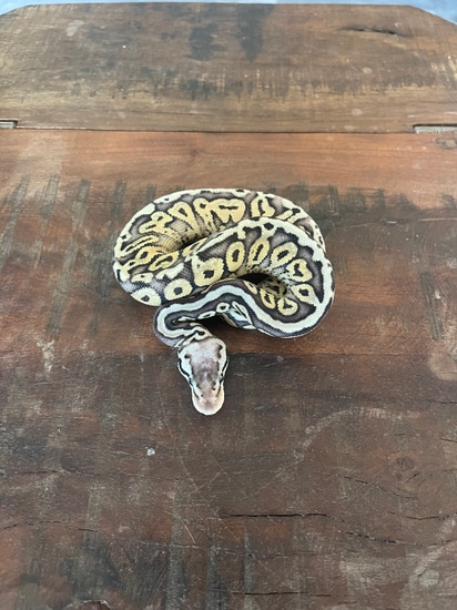 Super Pastel Gravel Het Red Axanthic Ball Python by Slither Company ...