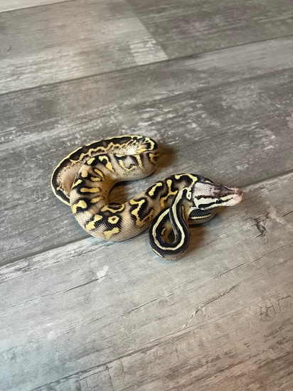 HRA Super Pastel Super Gravel Ball Python by Slither Company