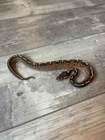 HRA Super Gravel Ball Python by Slither Company