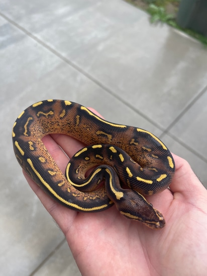 HRA Super Gravel Ball Python by Slither Company