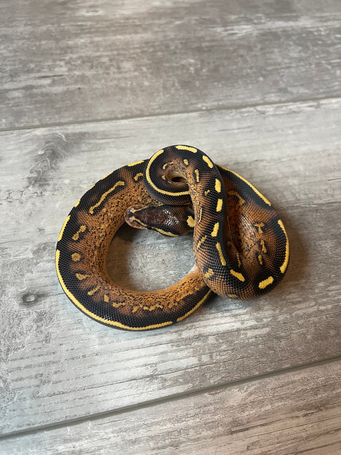 HRA Super Gravel Ball Python by Slither Company - MorphMarket