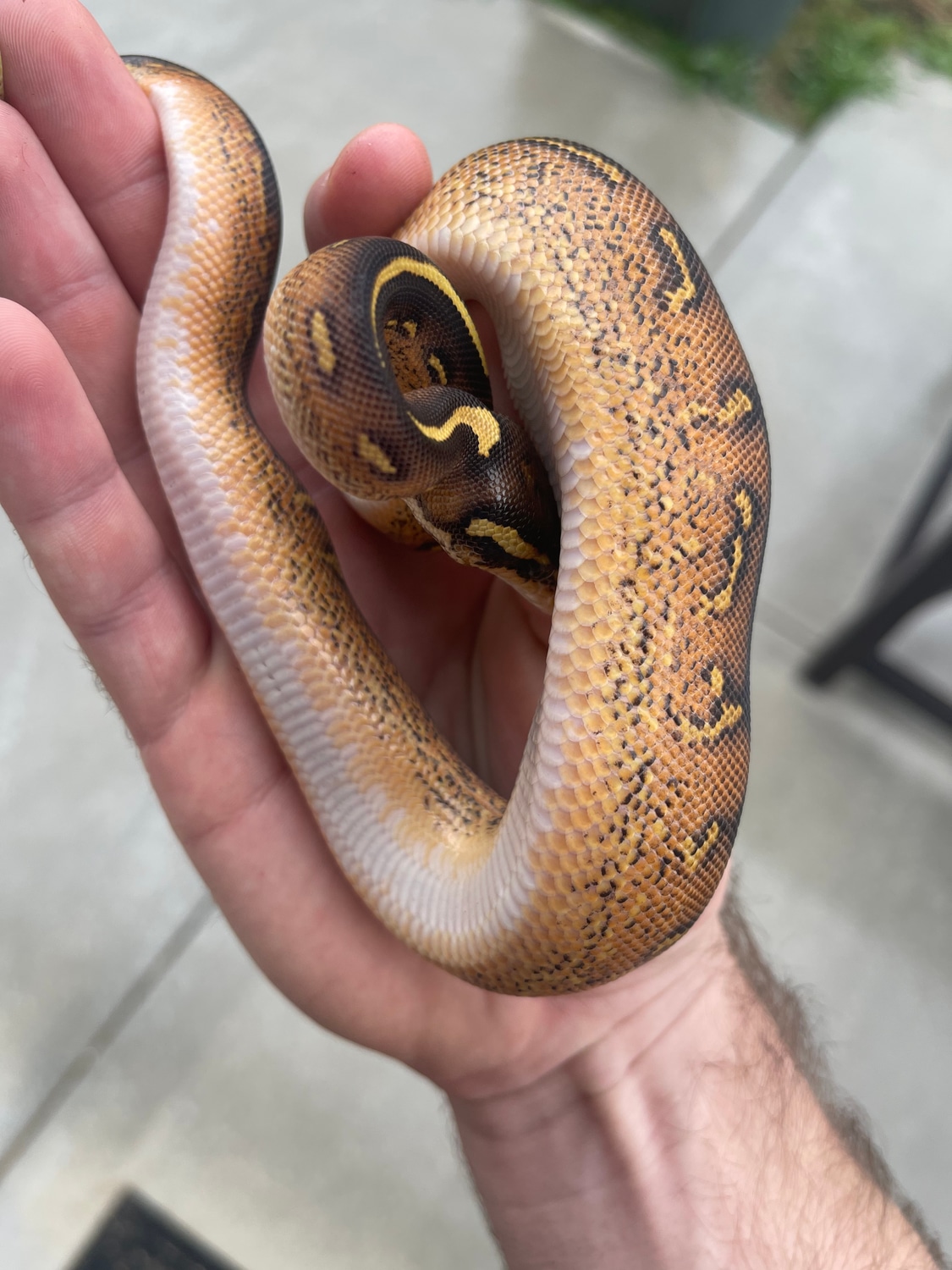 HRA Super Gravel Ball Python by Slither Company - MorphMarket