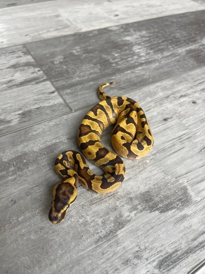 Asphalt Enchi Het Genetic Stripe 50% Het DG Ball Python by Slither Company
