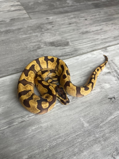 Super Enchi Asphalt Het Genetic Stripe 50% Het DG Ball Python by ...