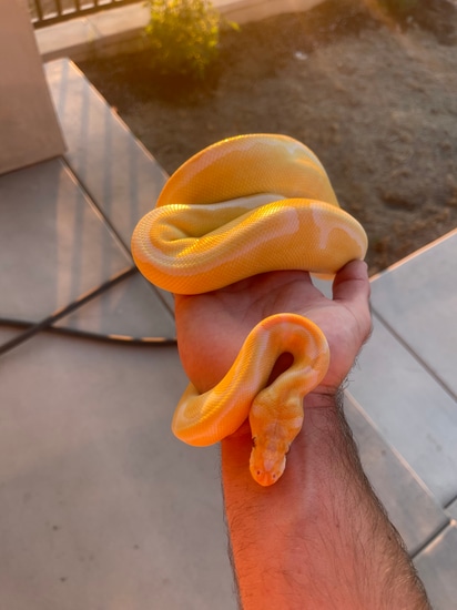 800g Lavender Albino Clown Ball Python by Slither Company
