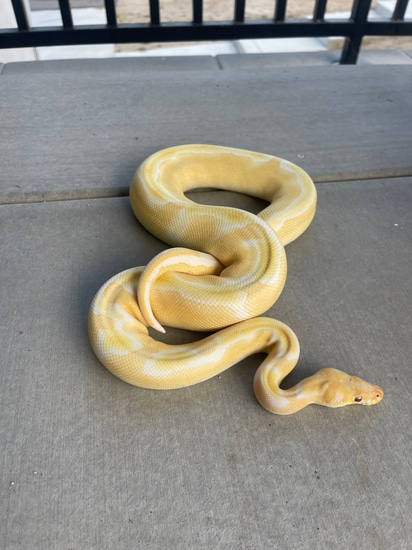 No Reserve* Grail (Lavender Albino, Clown) Ball Python by Slither Company