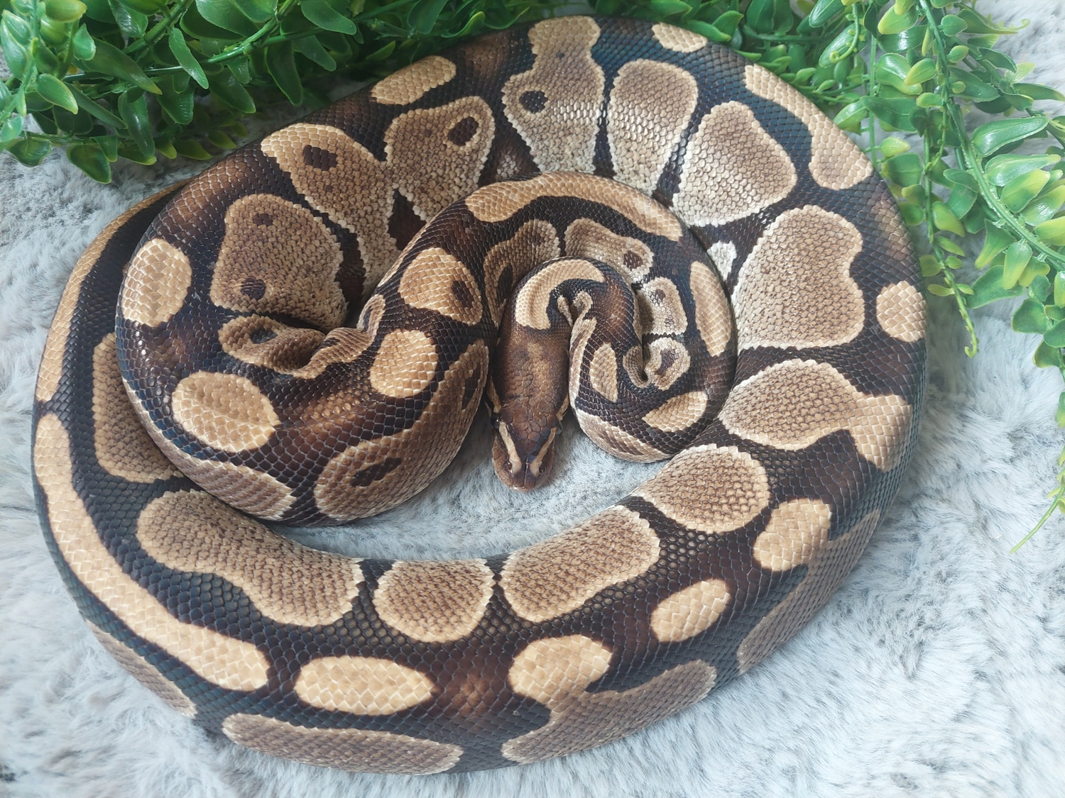 Classic 100% Het Albino Ball Python by Königszucht - MorphMarket