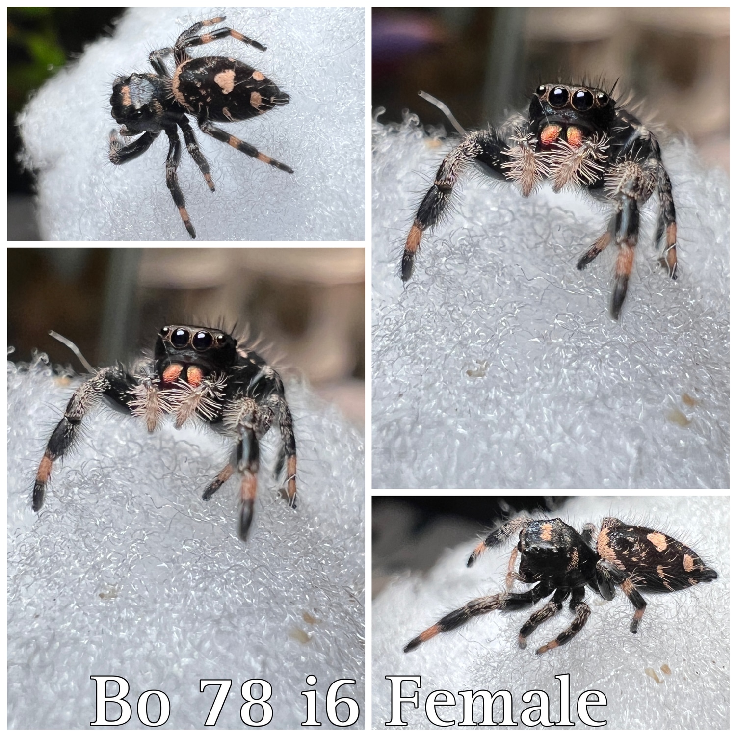 Regal Jumping Spider True Spider by Moni’s Critters - MorphMarket
