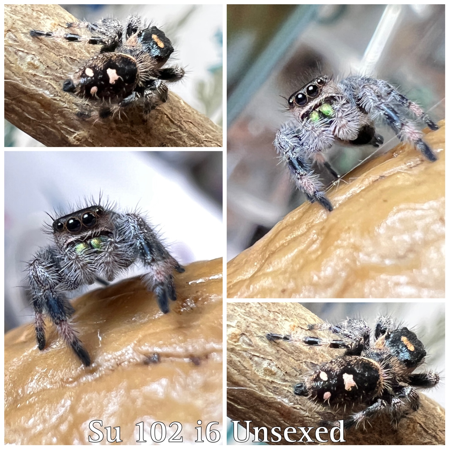 Regal Jumping Spider True Spider by Moni’s Critters - MorphMarket