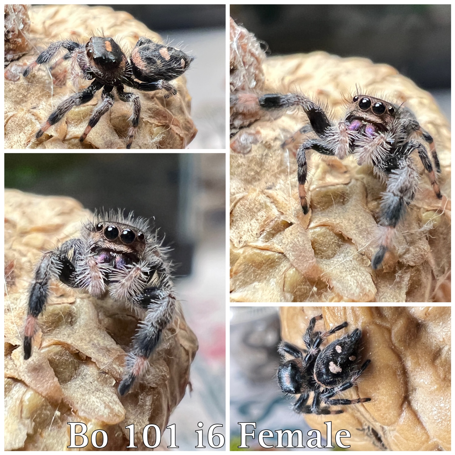 Regal Jumping Spider True Spider by Moni’s Critters - MorphMarket