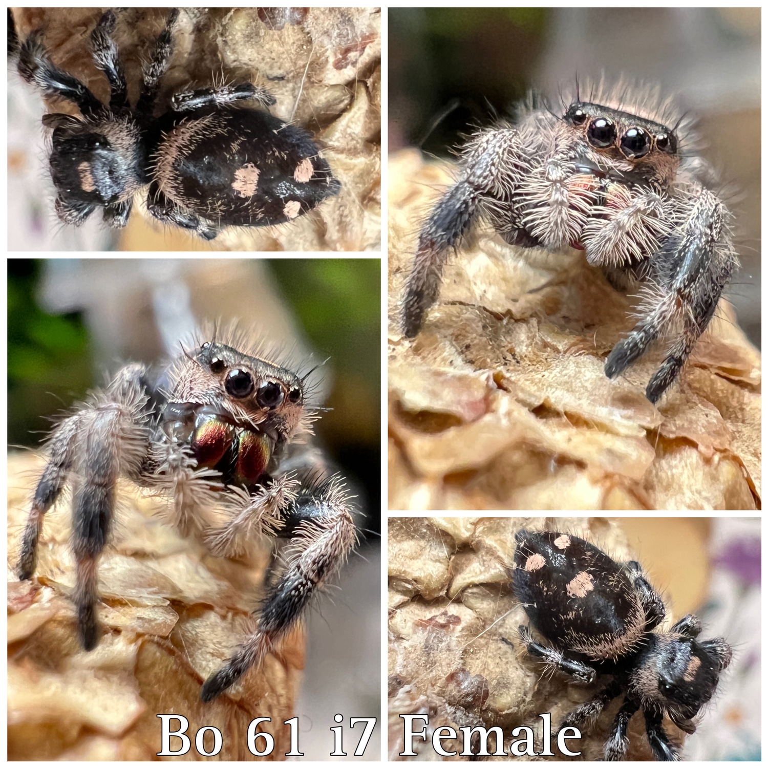 Jumping Spider (Phidippus Regius) True Spider by Moni’s Critters ...