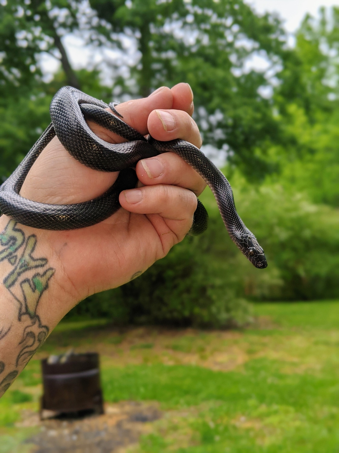 African Black House Snake by Moni's Reptiles - MorphMarket
