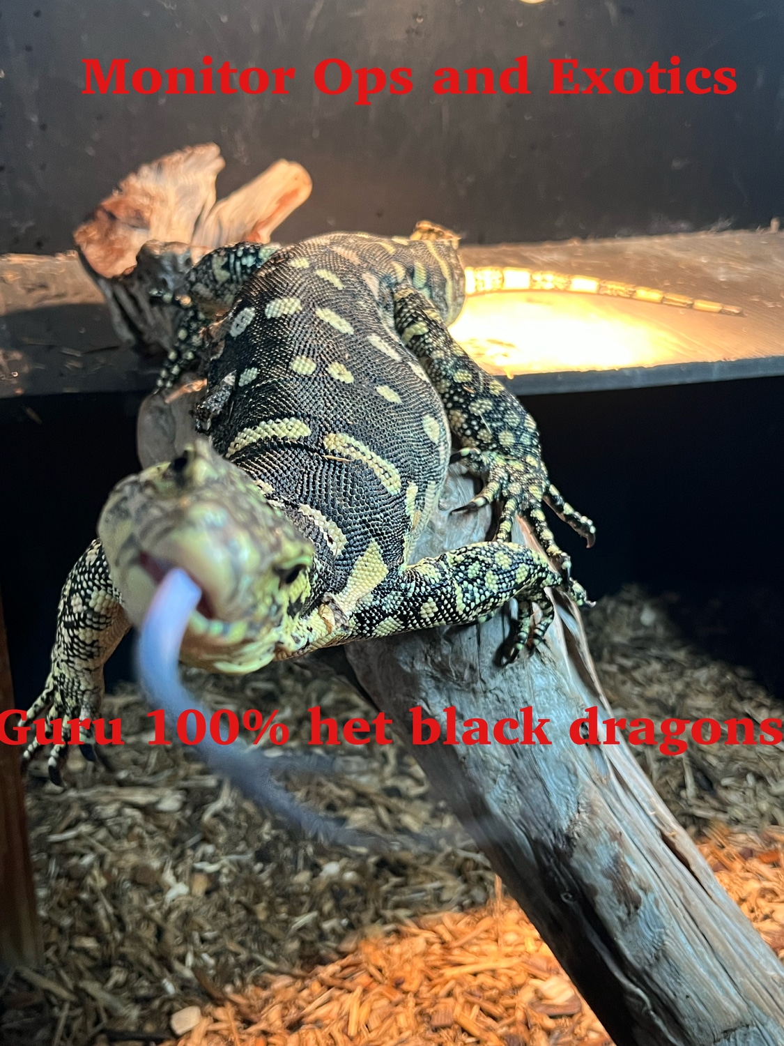 **Guru 100% Het Black Dragons** Water Monitor by Monitor Ops and Exotics - MorphMarket
