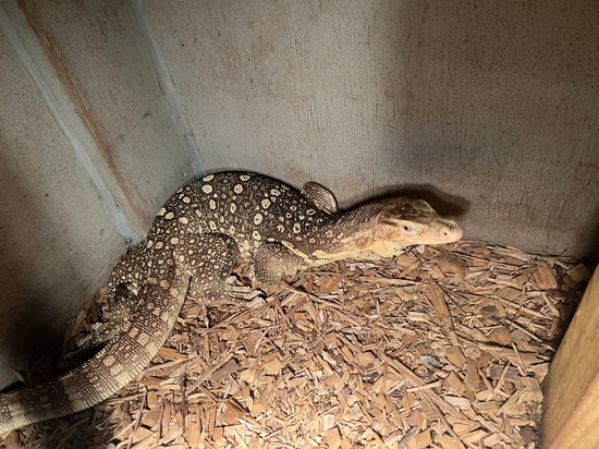 Genetic Powerhouse 2021 Male Coral Albino! Ready To Breed! Water ...