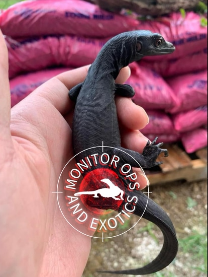 Last Baby Available For A While*Giant Variety USCBB Black Dragon ...