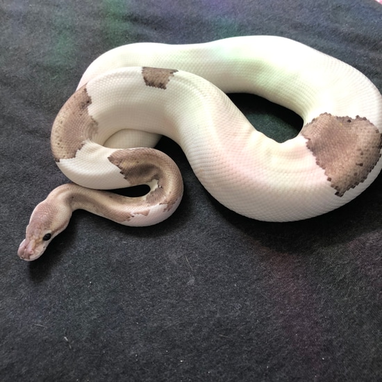 FREESHIP 700g Grey Matter Ball Python 100% Het Ghost by MonoChromatic Pets