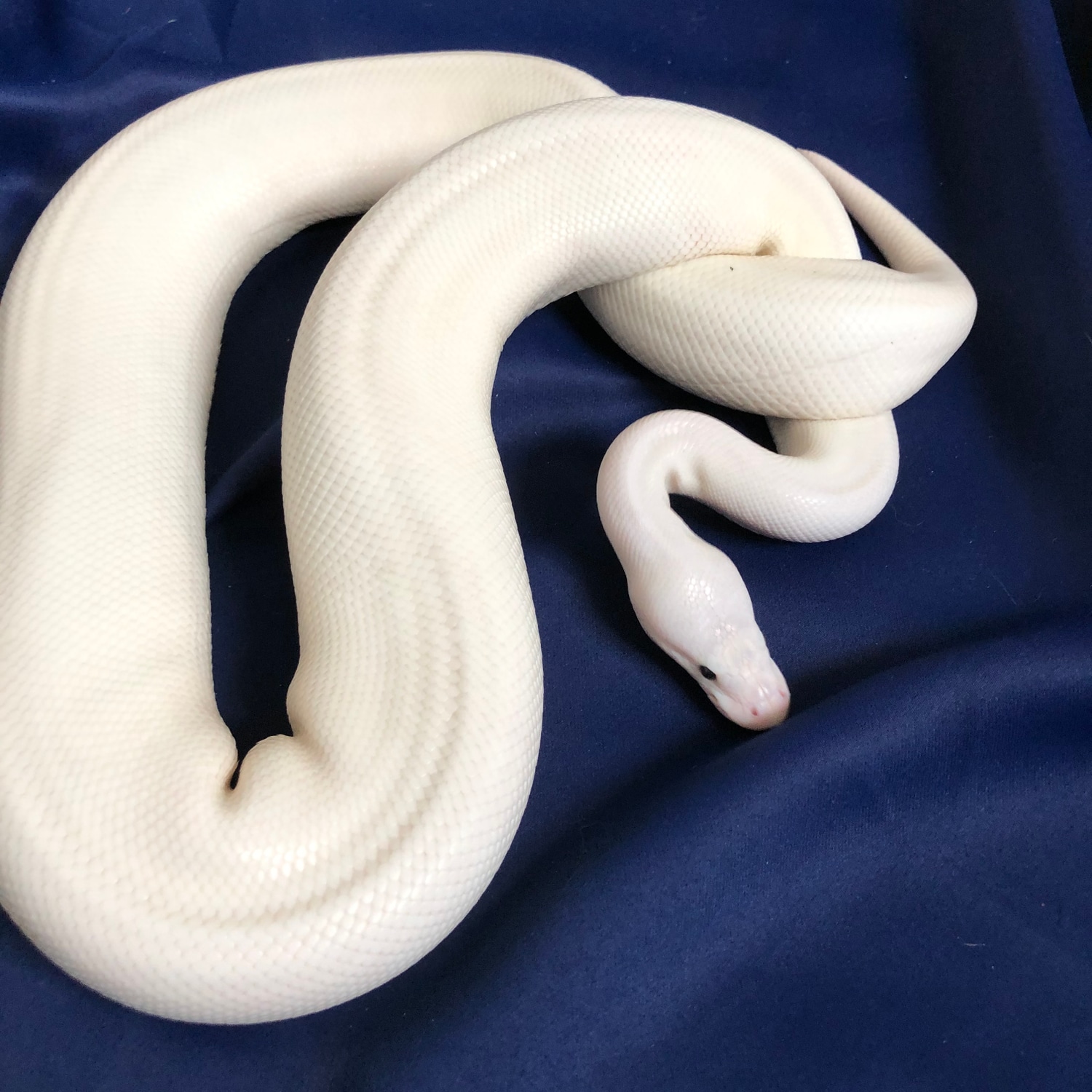 FREESHIP 1700g Spied White Wedding Ball Python by MonoChromatic Pets ...