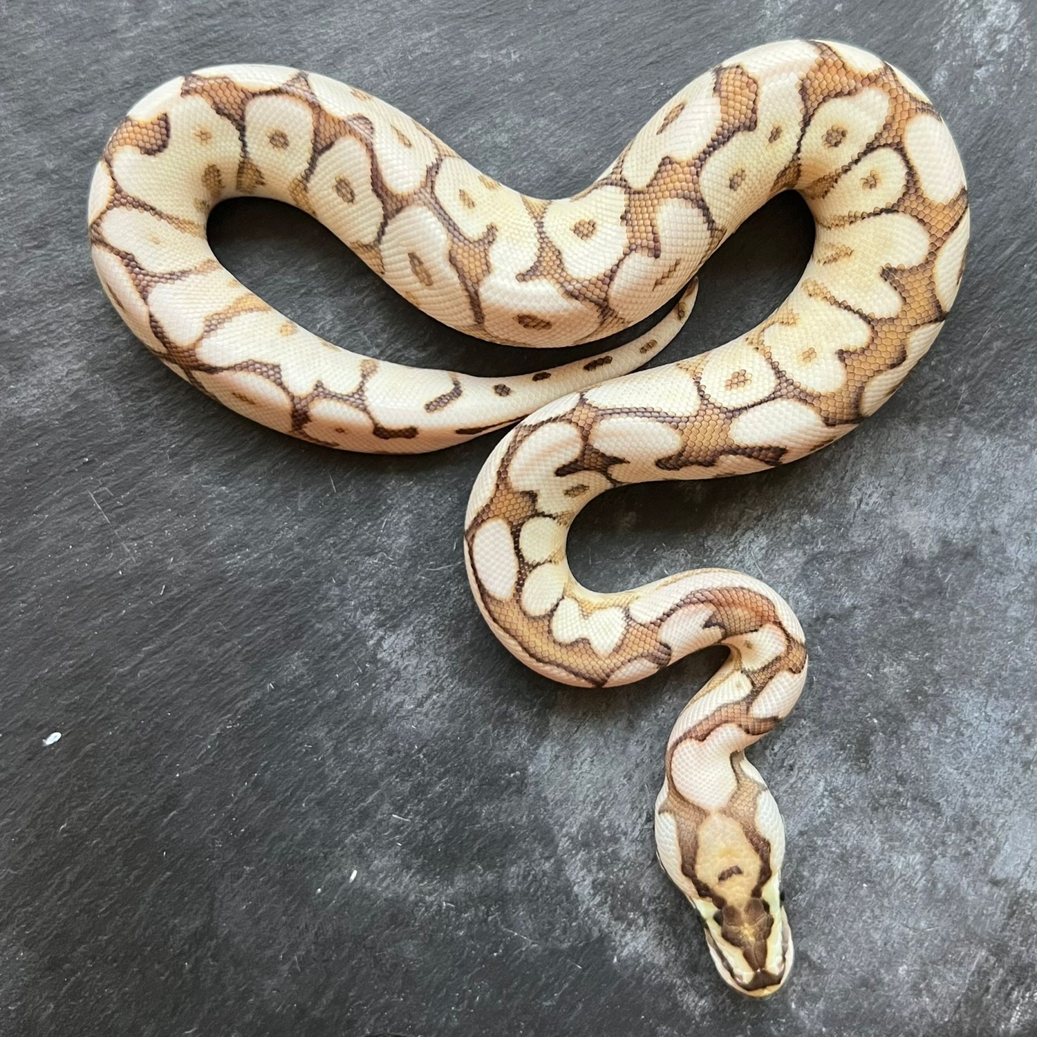 Lesser Spider Yellowbelly 100% Het. Clown Ball Python by Monolith ...