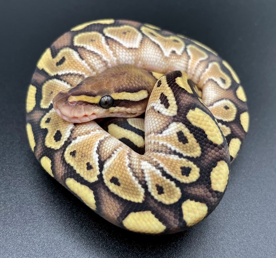 Lesser Het Clown Ball Python by Monopoly Morphs