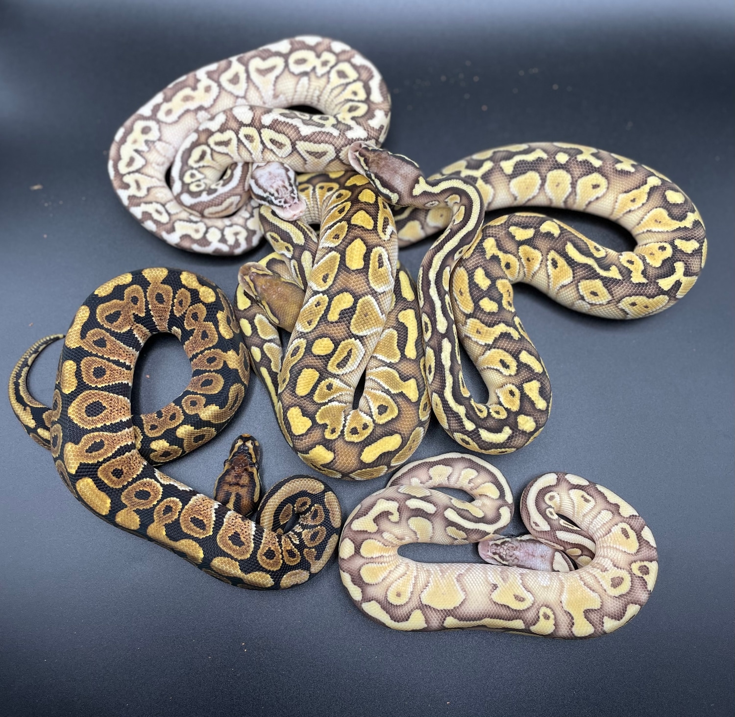 Ball Python Clutch: 202201 by Monopoly Morphs - MorphMarket