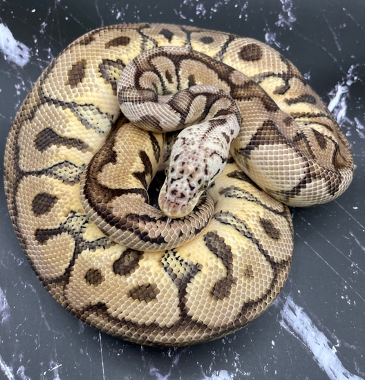Pastel Spotnose Clown Proven Ball Python by Monopoly Morphs