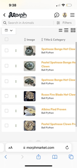 Liquidation Bundle! 6 Total! Ball Python by Monopoly Morphs