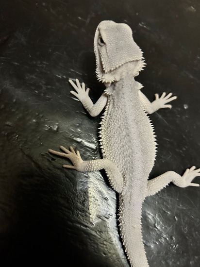 Hypo Zero Central Bearded Dragon by KT’s Monster Dragons