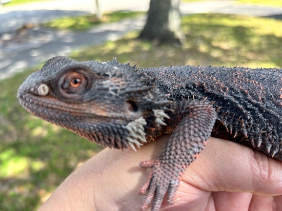 100 Percent Red Monster Paradox Lines Central Bearded Dragon by KT’s ...