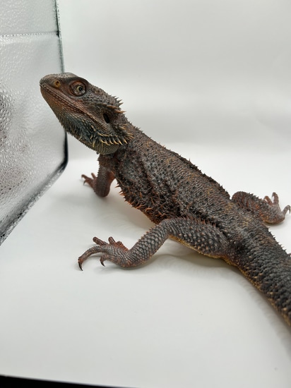 100 Percent Red Monster Central Bearded Dragon by KT’s Monster Dragons