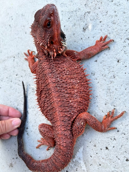 100 Percent Red Monster Translucent Central Bearded Dragon by KT’s ...