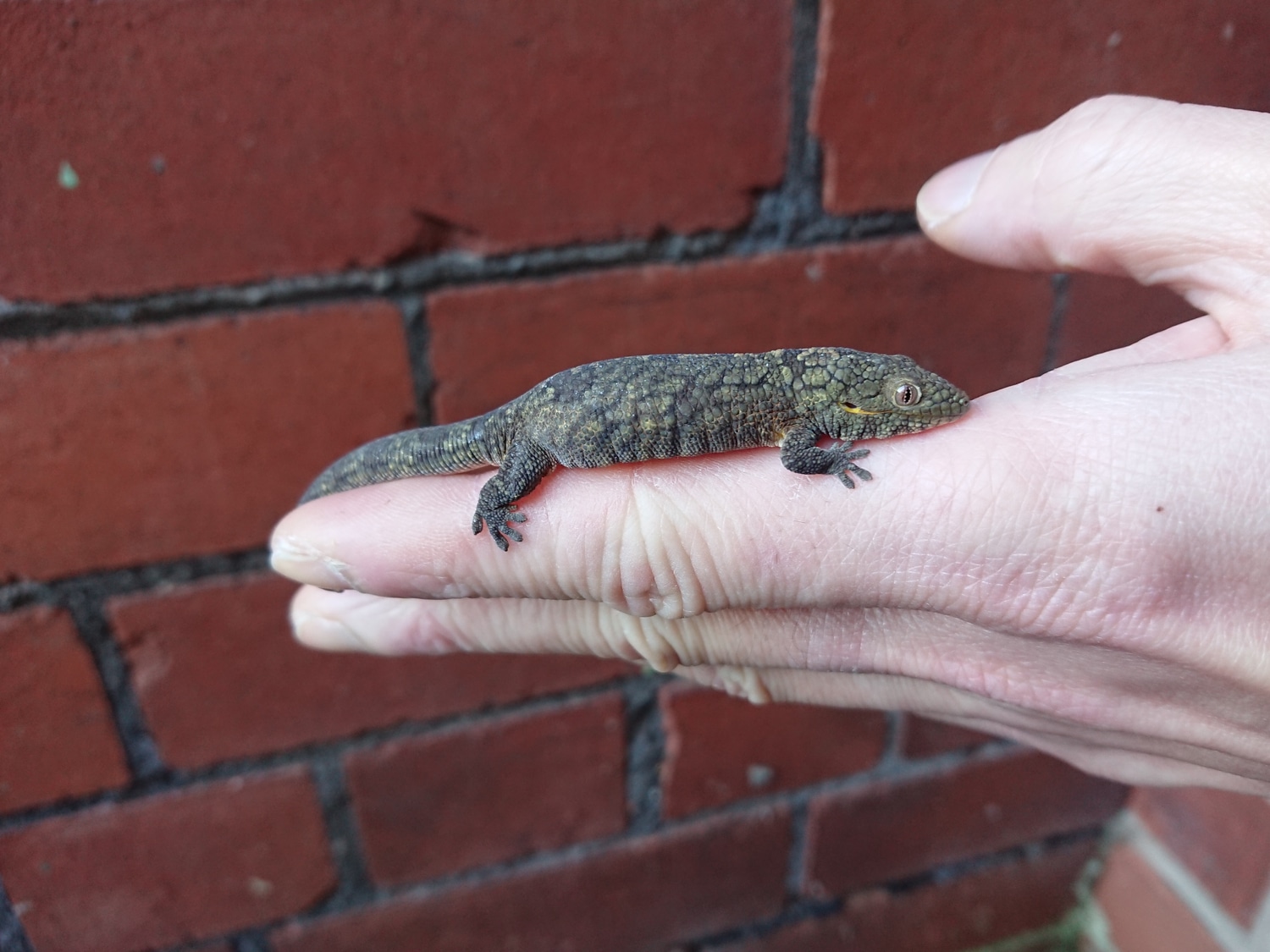 Bauers Chameleon Gecko ( Agricolae) Eurydactylodes Gecko by Monster ...