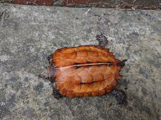 Vietnamese Black-Breasted Leaf Turtle Geoemyda Spengleri Wood Turtle by ...