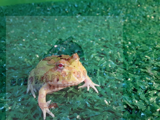 Albino Pikachu Pacman Frog by MonsterPets Reptiles and stuff