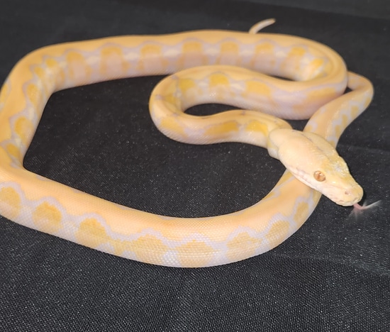 Platinum Lavender Albino Tiger Reticulated Python by Monster Pythons