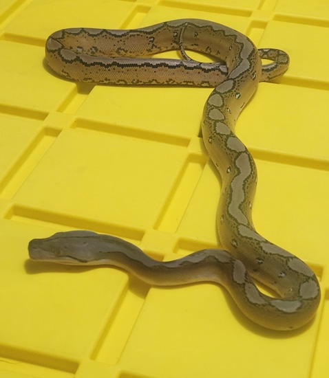 Platinum Motley Reticulated Python by Monster Pythons