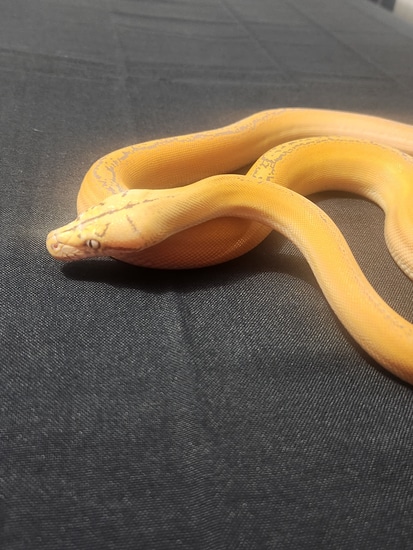 Platinum Orange Glow Albino Golden Child Reticulated Python by Monster ...