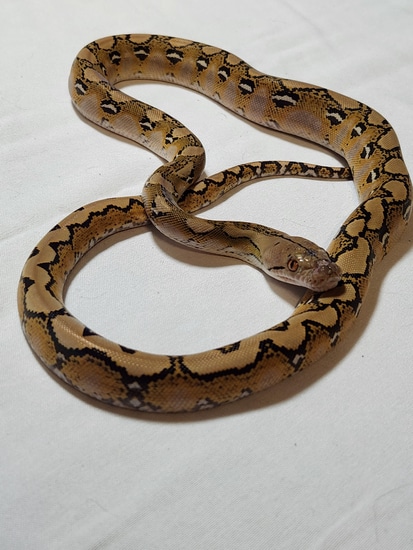Platinum Reticulated Python by Monster Pythons